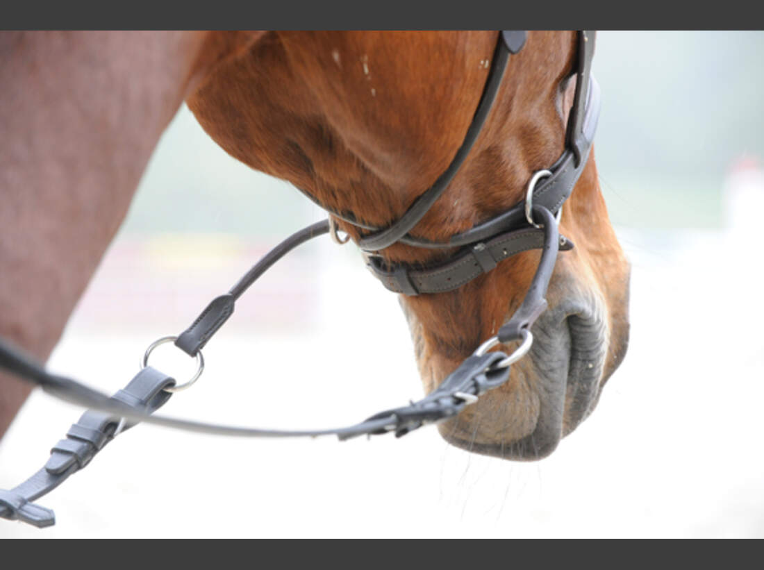 Test: Welche Gebisse für Pferde sind maulfreundlich? - cavallo.de